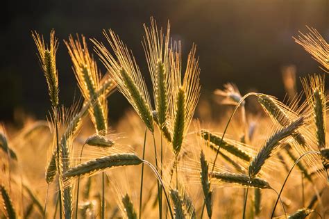 Rye Grain Field Free Photo On Pixabay