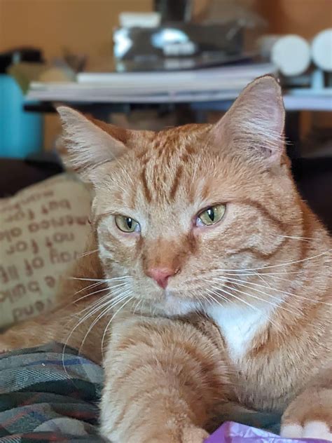 Help My Cat Is An Asshole R Cats