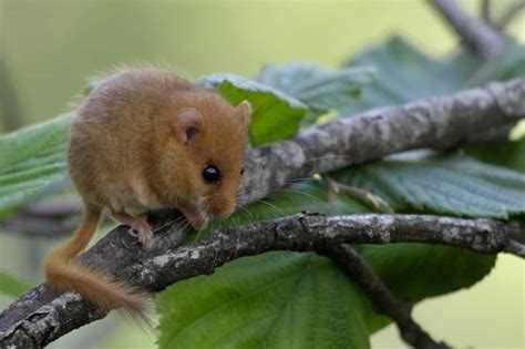 Dormouse Images