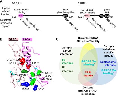 An Overview Of The Features Of The Brca1bard1 Ubiquitin Ligase A The