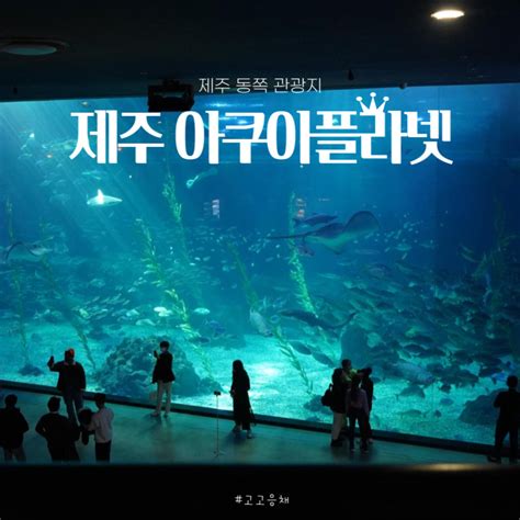 제주 동쪽 관광지 성산 가족여행으로 딱인 아쿠아플라넷 제주 네이버 블로그