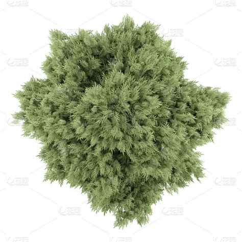 柳树白色背景风景分离着色破碎的自然绿色无人正上方视角夏天素材 花瓣网