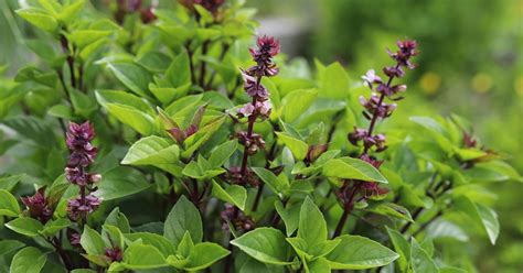 Thai Basil Growing Care Guide The Garden Magazine