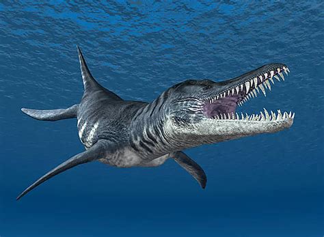 Liopleurodon Dino Encyclopedia