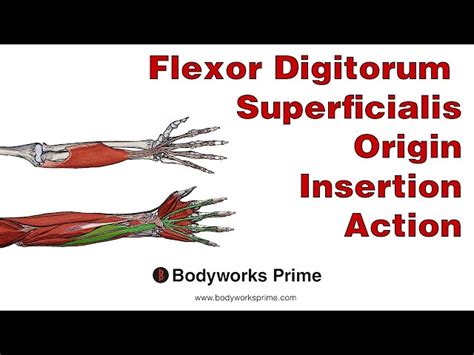 Flexor Digitorum Superficialis Origin Insertion Action 55 Off