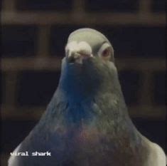 Dancing Bird 
