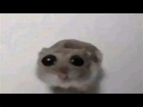 Хомяк с большими глазами - YouTube