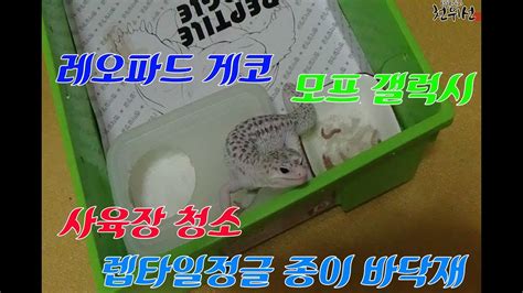 레오파드 게코 사육장 청소 Youtube