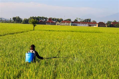 Marshy Landscape At Robert Moses State Park Editorial Photo Image Of