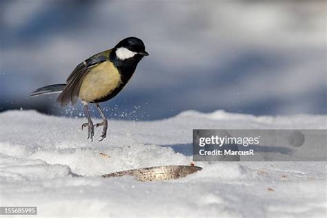 Big Tit Photo Stock Fotos Und Bilder Getty Images