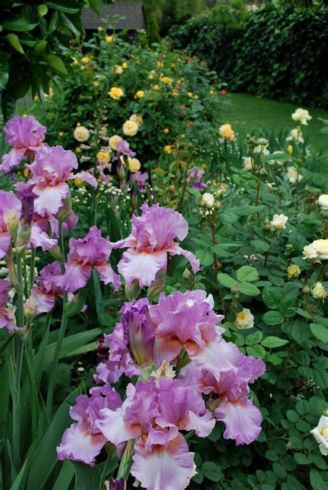 World Of Irises Orchid Colored Irises In My Garden