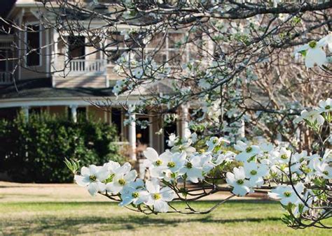 5 Annual Events That Will Keep You Coming Back To Palestine Tx Tour