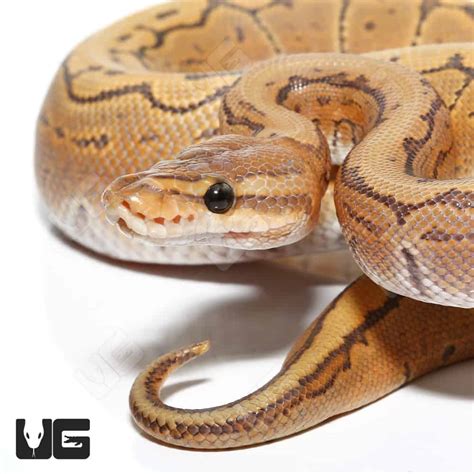 2018 Lavender Albino Spider Ball Python For Sale Underground Reptiles