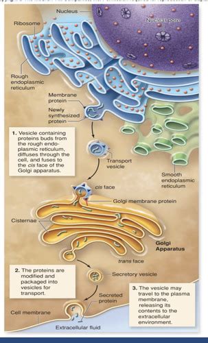 Eukaryotic Microbial Structure And Function Flashcards Quizlet