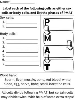 Cells And PMAT By Meowtastic Science Resources TPT