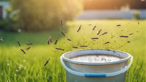 Cómo Es El Test Del Dengue Que Busca Precisar Cuántas Personas En Argentina Tuvieron La