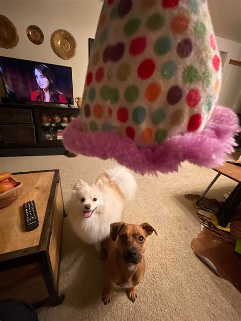 Just A Pomsky And His Bestie Rpomsky