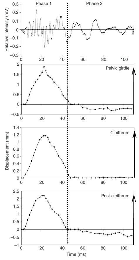 Movements According To An Xy Axis Referential Of The Pelvic Girdle Download Scientific