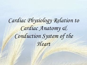 PPT Cardiac Physiology Relation To Cardiac Anatomy PowerPoint Presentation Free To Download