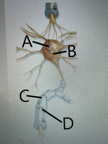 Chapter 12 Flashcards Quizlet