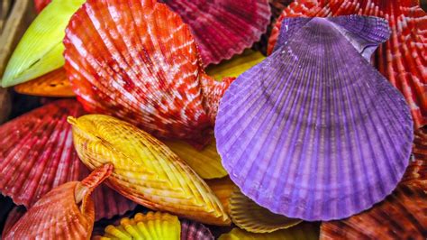 Обои ракушки дары моря разноцветные 1920x1080 Full Hd от Photomonstr