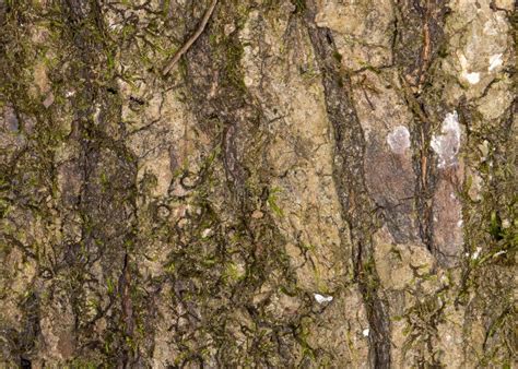 Tree Trunk Background Stock Image Image Of Abstract 287002589