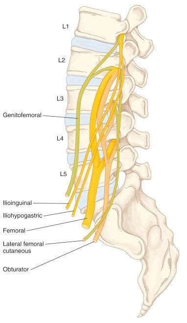 Lateral Transpsoas Approach To Interbody Fusion Clinical Tree