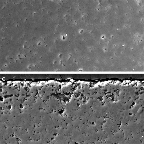 Scanning Electron Microscopy Micrographs Of The Cross Sections Of