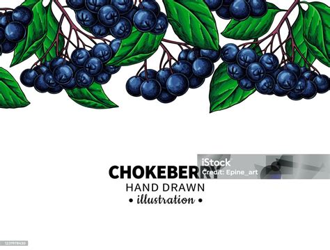 초크베리 벡터 드로잉 열매와 잎손으로 그린 식물 템플릿 아로니아 과일에 대한 스톡 벡터 아트 및 기타 이미지 아로니아 과일 건강한 식생활 검은색 Istock