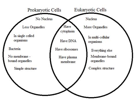 Prokaryot Celle Under Lysmikroskop