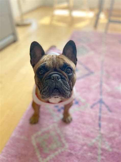 Ruby Face Snort Rescue