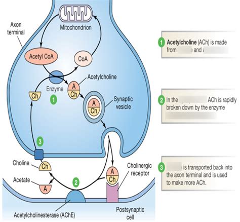 Acetylcholine Synthesis Diagram Quizlet