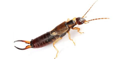 Morris Nj Spider Centipede Cricket Flies Bees Flea Pest Control