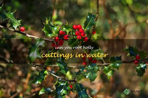 How To Root Holly Cuttings In Water A Beginners Guide Shuncy