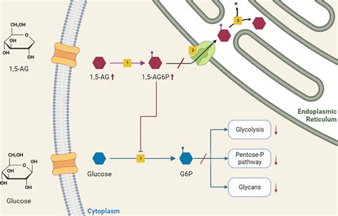 Glycogen Storage Diseases Diagnosis Treatment And Outcome 52 Off