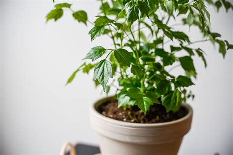 How To Care For China Doll Plant
