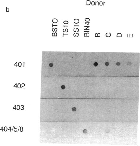 Hla Drbl Genotyping Dna From Homozygous Typing Lines Representing The Download Scientific
