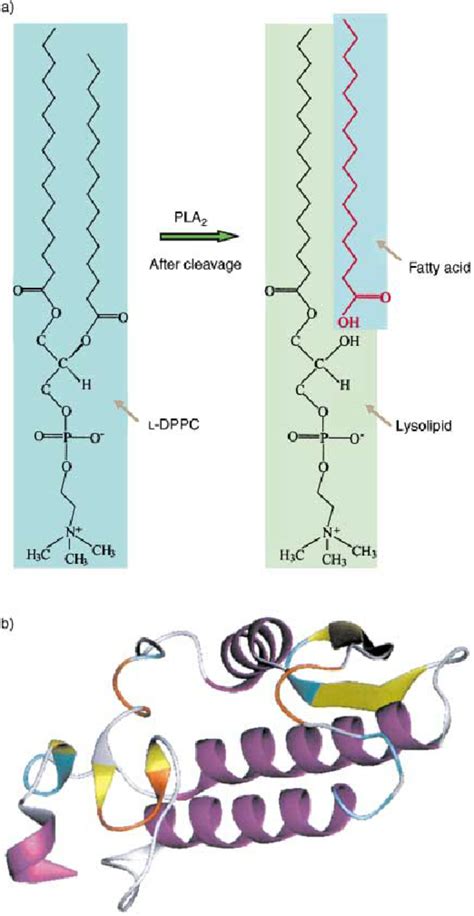 Surface Pressure Of A D Dppc Monolayer As A Function Of Time After Download Scientific Diagram
