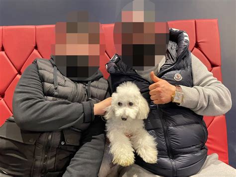 부산 2022 0055 비숑프리제 심바 책임분양 애완견성격 반려견성격 소형견크기 중형견크기 미니비숑프리제크기 토이푸들크기 골든리트리버크기 래브라도리트리버크기 닥스훈트크기