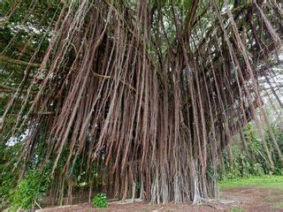 A Photo Guide to Hawaii s Majestic Trees Condé Nast Traveler