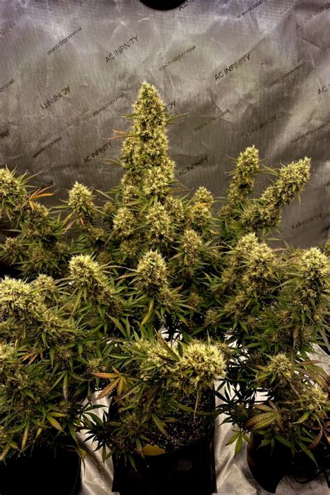 Buy Mimosa Cake Auto Cannabis Seeds Fast Buds
