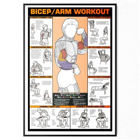 Bicep Workouts Chart