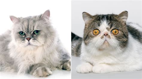 15 Surprising Differences Between The Persian Cat And The Exotic Shorthair