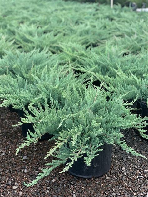 Juniperus H ‘blue Chip Blue Chip Juniper Feeneys Wholesale Nursery