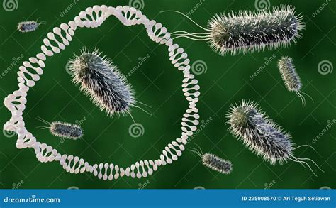 Bacteria Recombination Bacterial Transformation Conjugation Transduction Genetics Stock