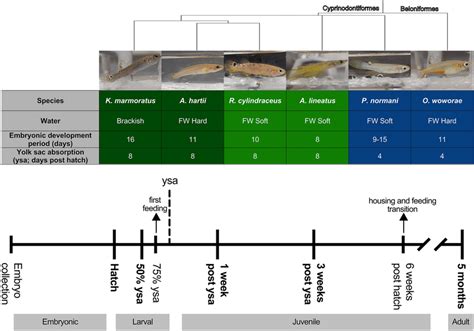 Schematic Explaining The Experimental Species Housing Conditions