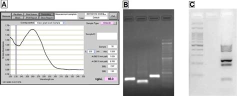A Nano Drop Test Diagram Horizontal Electrophoresis Systems B Download Scientific Diagram