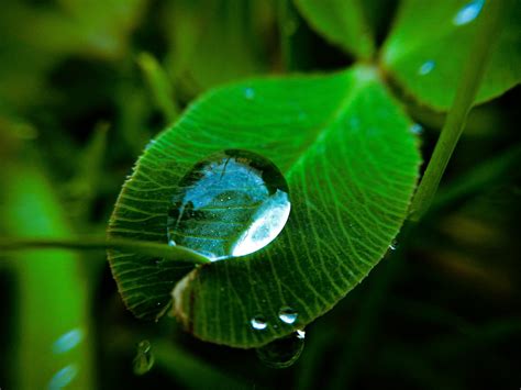 매크로 드롭 저것 Pixabay의 무료 사진 Pixabay