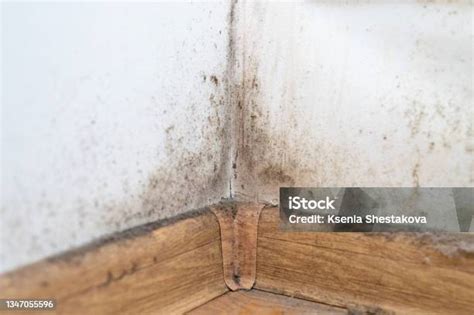 방 의 구석에 먼지 진짜 오래된 방치 먼지 더러운 독성 곰팡이와 흰색 벽에 곰팡이 박테리아 스커트 보드와 아파트 클로즈업에있는 가정에서 나무 바닥 벽에 대한 스톡 사진 및