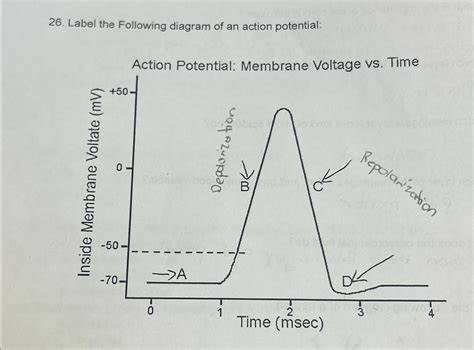 Solved Label The Following Diagram Of An Action Chegg Com